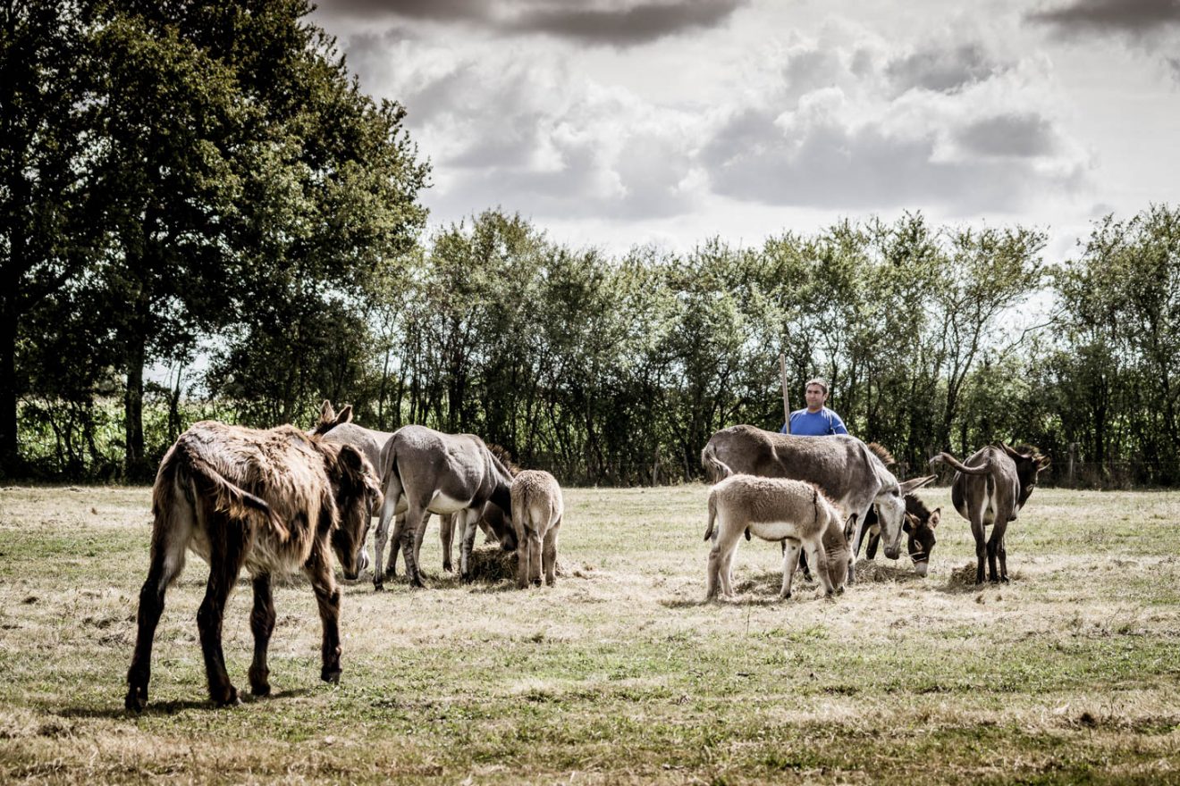 L’élevage d’ânesses | Charrette bleue